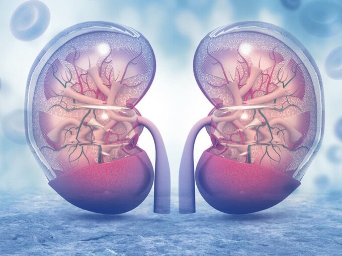 Sztuczna nerka zamiast dializy. Jak to działa? – Zdrowie Wprost