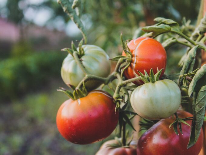 Działkowcy wytypowali! Trzy najskuteczniejsze domowe opryski pomidorów ...