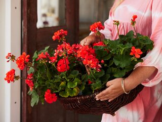 Anginka – pachnąca roślina z dawnych lat. Jak uprawiać geranium i na co ...