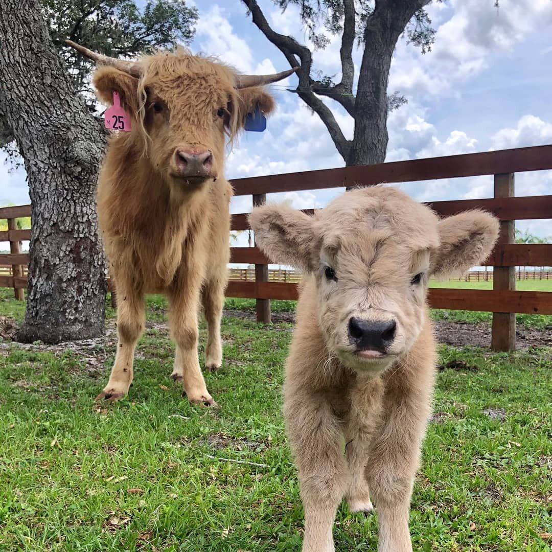 Miniaturowa krowa Finn - galeria, zdjęcie 12