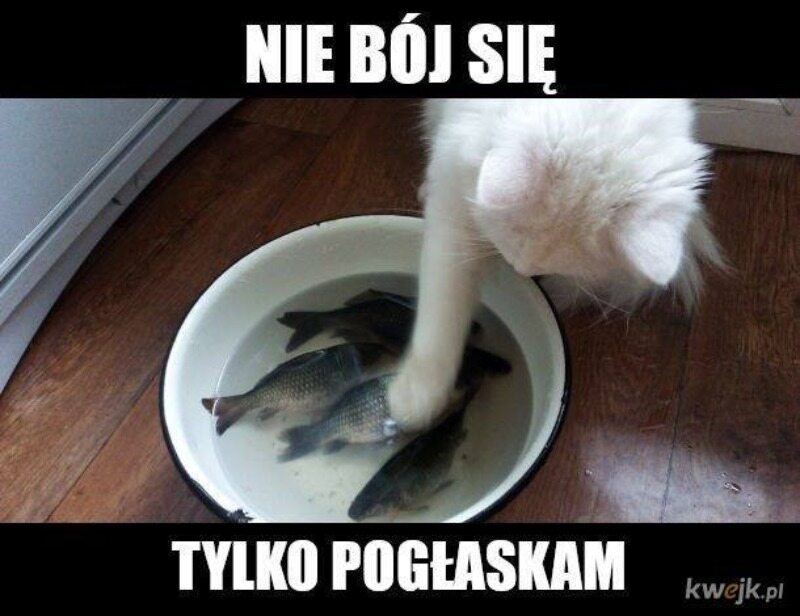 Mem z kotem - galeria, zdjęcie 8