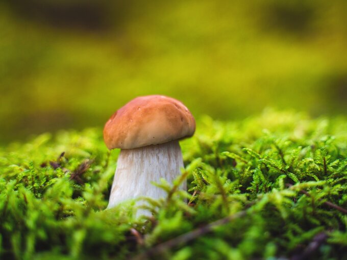 Piękny porcelanowy grzyb w polskich lasach. Choć przyciąga, lepiej go ...