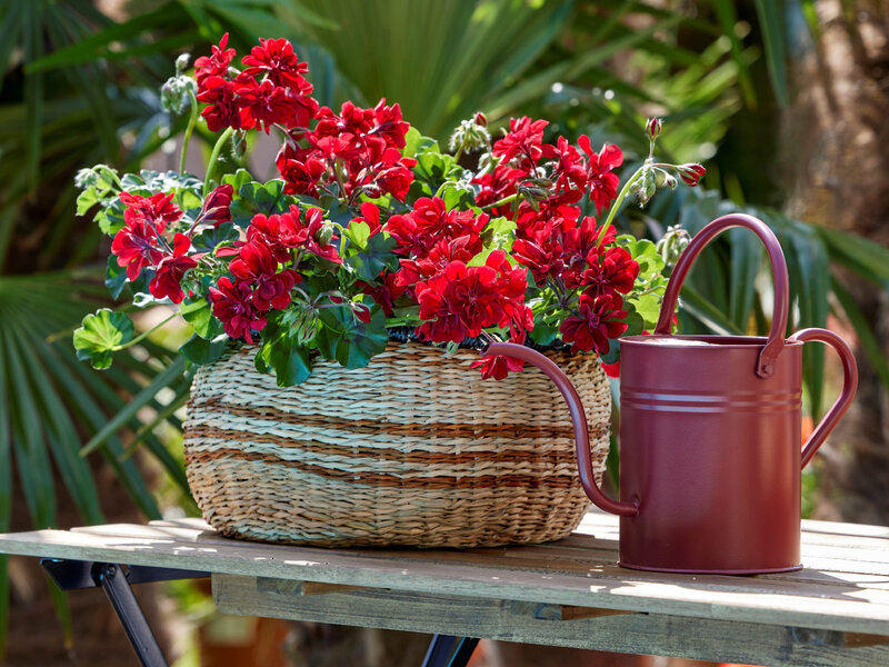 Zimowanie pelargonii – trzy niezawodne metody, by przetrwały zimę – Dom Wprost