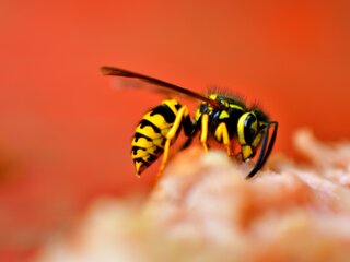 Bąk (owad) – jak wygląda i czy żądli? – Zdrowie Wprost