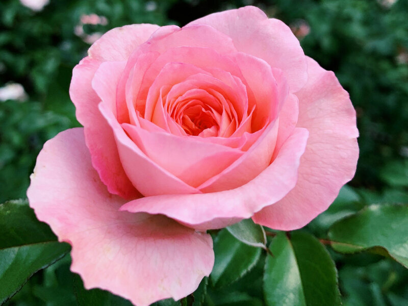 Domowy oprysk na czerwce – ekologiczny, prosty i tani – Dom Wprost