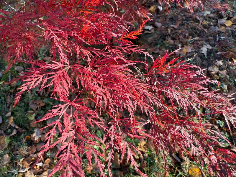 Ostrokrzew kolczasty: popełnij jeden błąd, a straci wszystkie liście – Dom Wprost