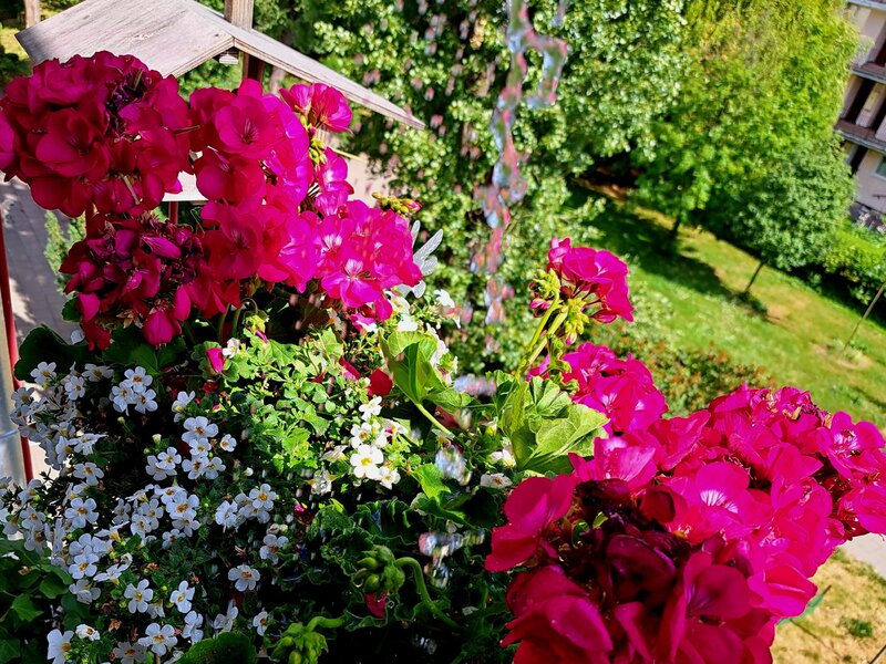 Sierpniowa odżywka z apteki. Pelargonie znów zakwitną jak szalone – Dom Wprost