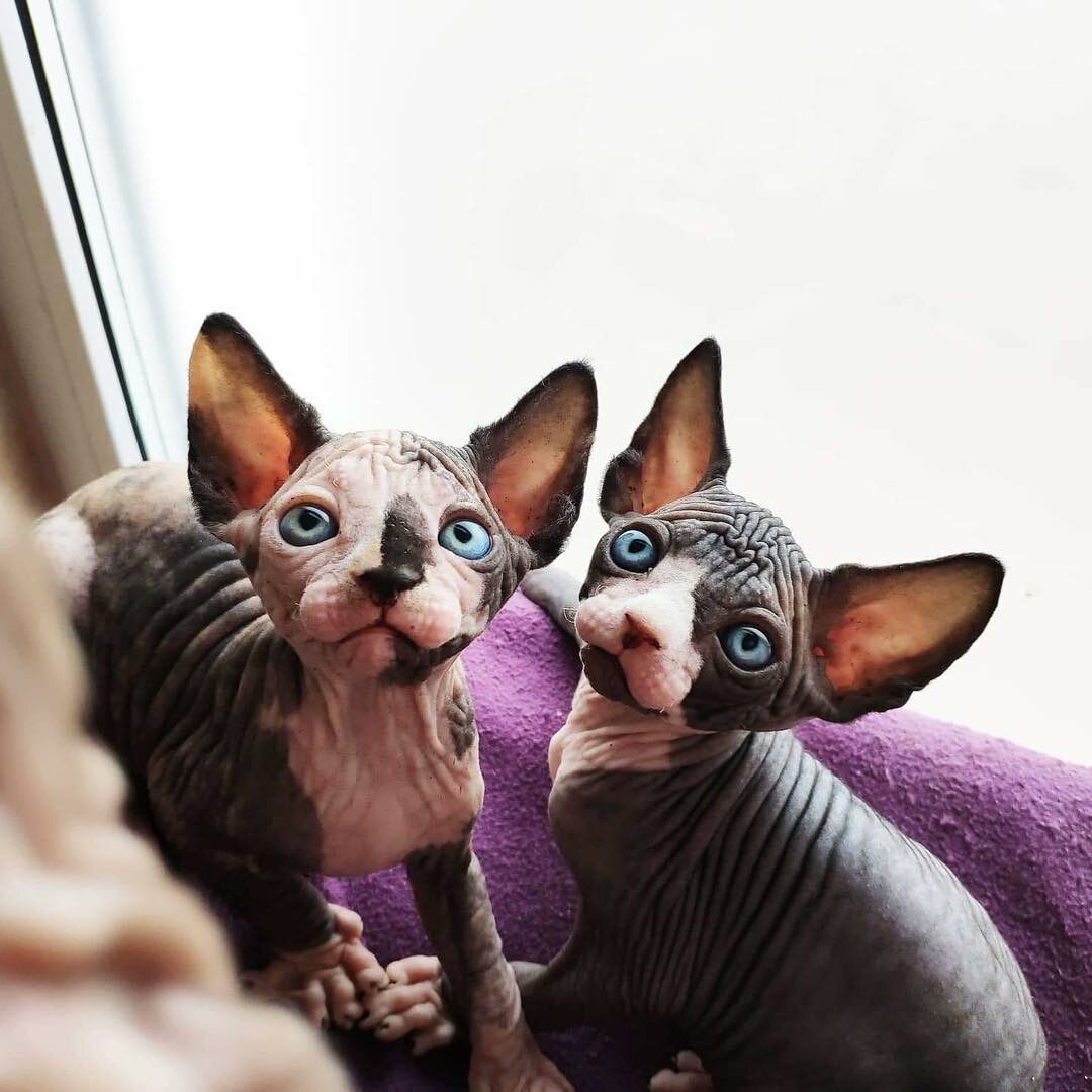 Kot sfinks - galeria, zdjęcie 11