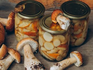 Rydze – jak wyglądają, kiedy zbierać, jak przyrządzić, wartości ...