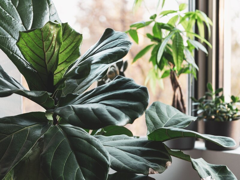 Fikus (figowiec) – uprawa, pielęgnacja, odmiany – Dom Wprost