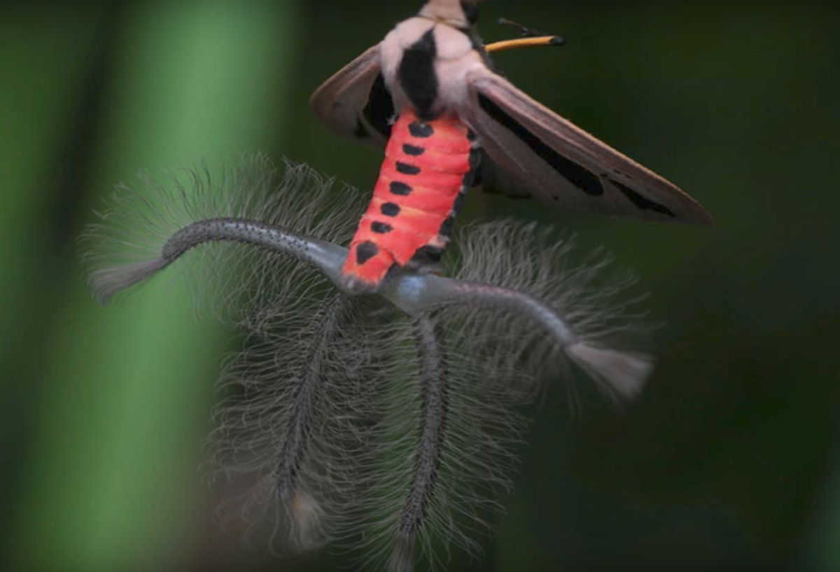 Creatonotos gangis - galeria zdjęć