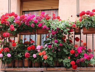 Odżywka z ziemniaka pobudzi pelargonie do bujnego kwitnienia – Dom Wprost