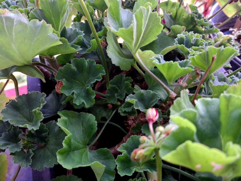 Naturalna domowa odżywka do pelargonii na kwitnienie to piwo – Dom Wprost