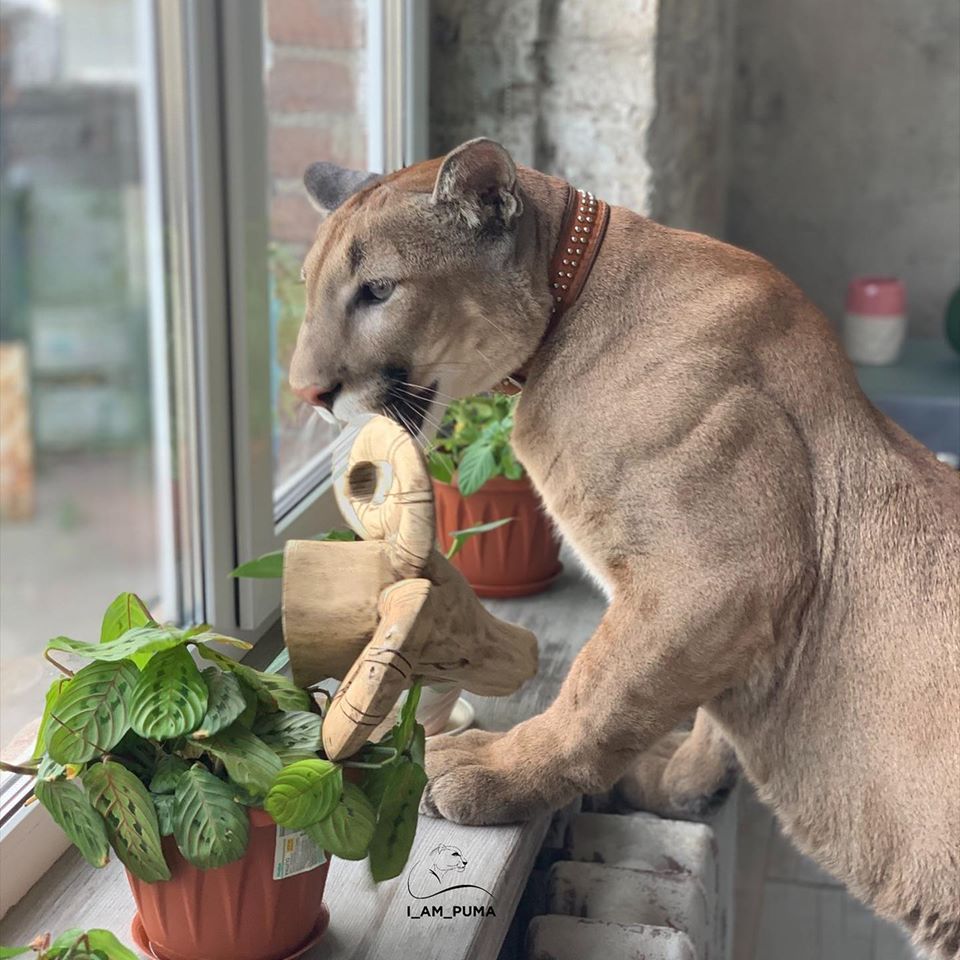 Puma Messi - galeria zdjęć