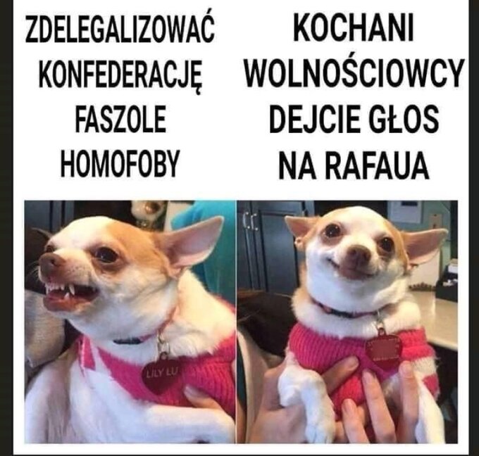 Memy z tymi dwoma psami przez pewien czas były wszędzie. Najlepsze ...