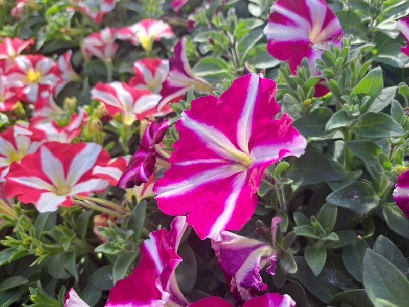 Domowy nawóz z ziemniaka do pelargonii na bujne kwitnienie – Dom Wprost