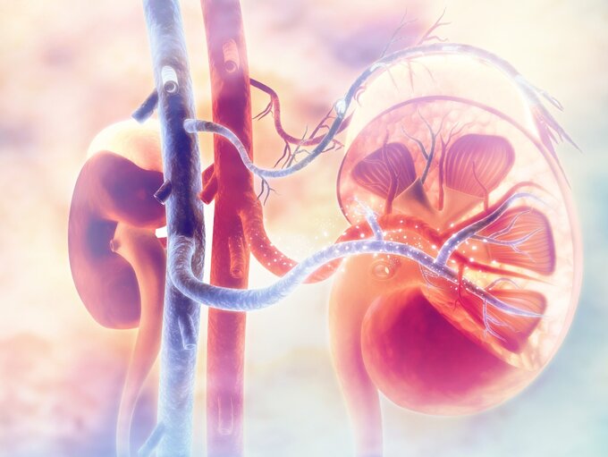 Choroby nerek – przyczyny, objawy, leczenie – Zdrowie Wprost