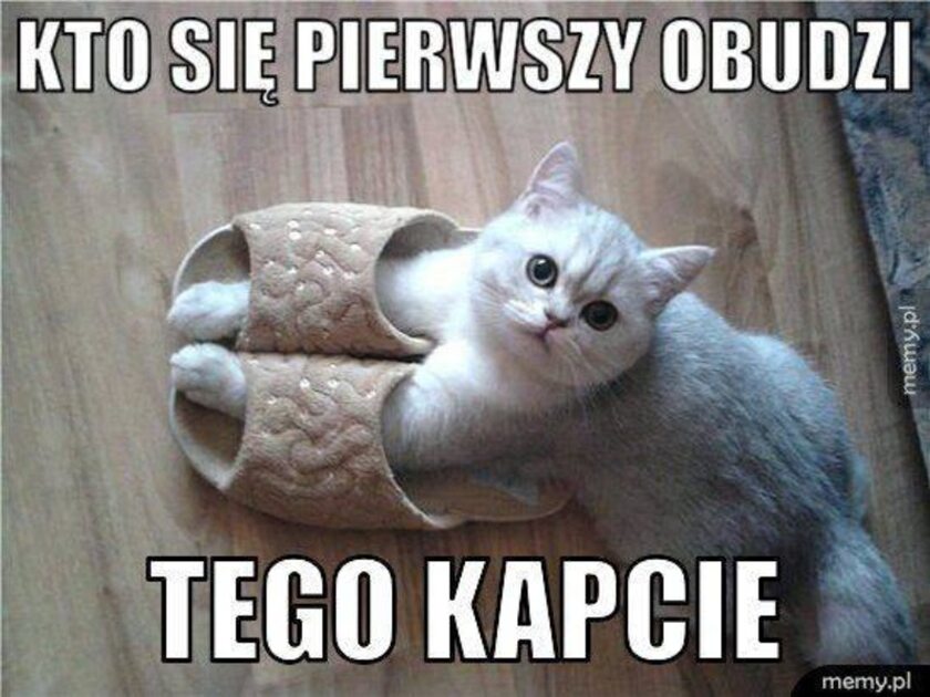 Mem z kotem - galeria, zdjęcie 5