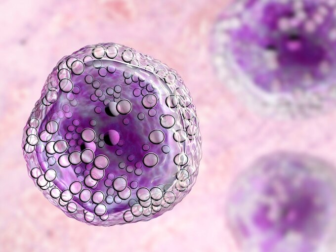 Grasica: czym jest i za co odpowiada? Poznaj jej funkcje i choroby ...