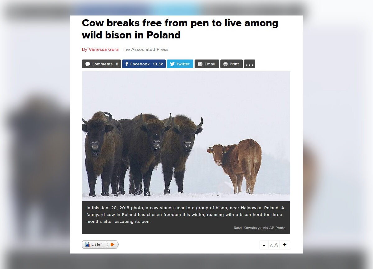 Polska krowa w światowych mediach - galeria zdjęć