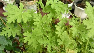 Anginka (geranium) wraca do łask. Jak ją uprawiać i na co pomaga? – Dom ...