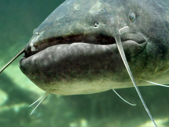 Nie sum, a sumik. Wędkarz złowił potwora. Pobił 21-letni rekord – Wprost