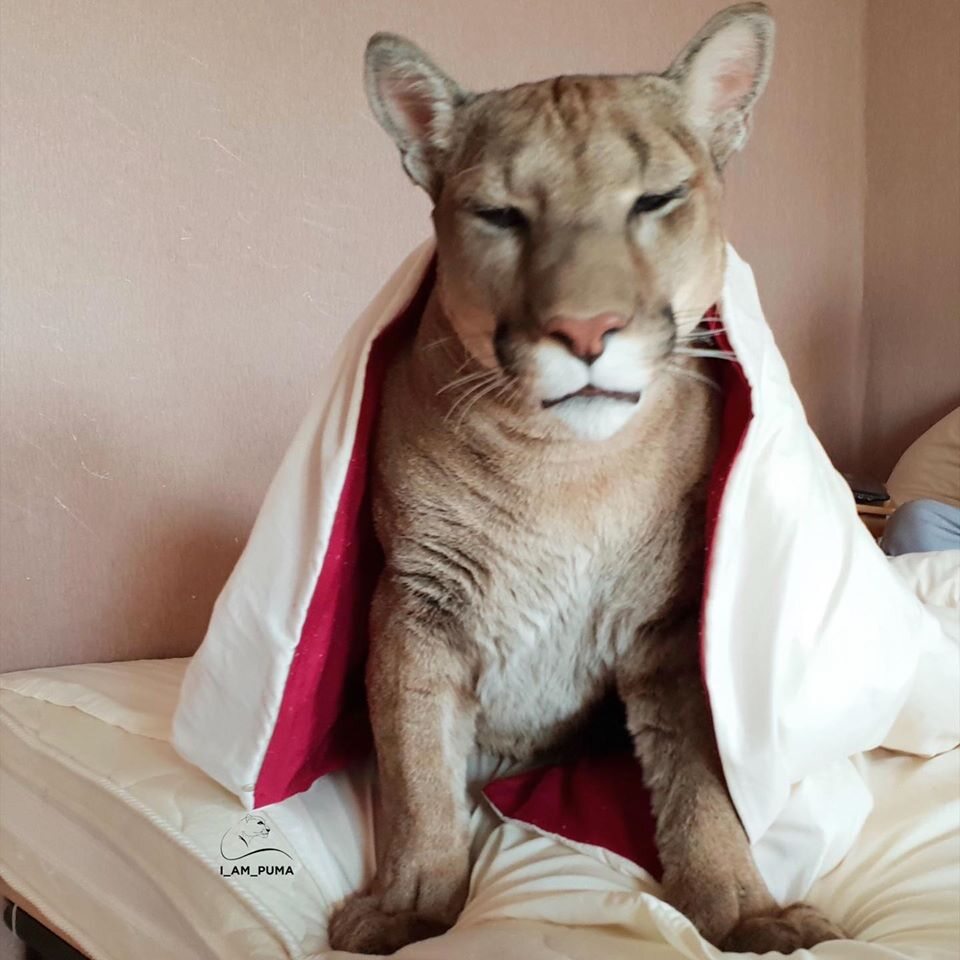 Puma Messi - galeria zdjęć