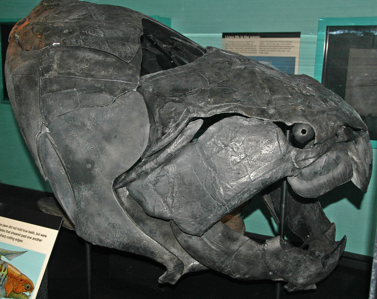Dunkleosteus terrelli - galeria zdjęć