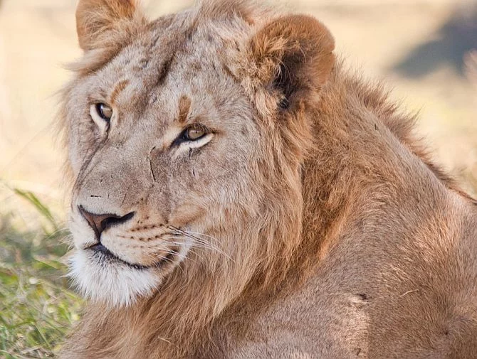 W gdańskim ZOO lew udusił samicę – Sport Wprost