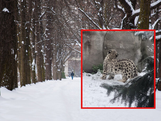 Kraków. Ukradł boczek, za karę obcięto mu język. Kot Pandek niebawem ...