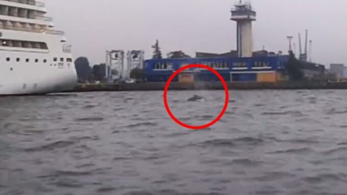 Niecodzienne nagranie z Gdyni. Mieszkaniec zauważył wieloryba – Wprost