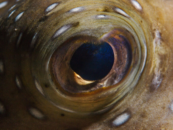 Ten akwen jest jak „pływający las deszczowy”. Mówią o nim „szósty ocean ...