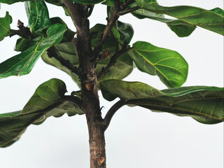 Fikus (figowiec) – uprawa, pielęgnacja, odmiany – Dom Wprost