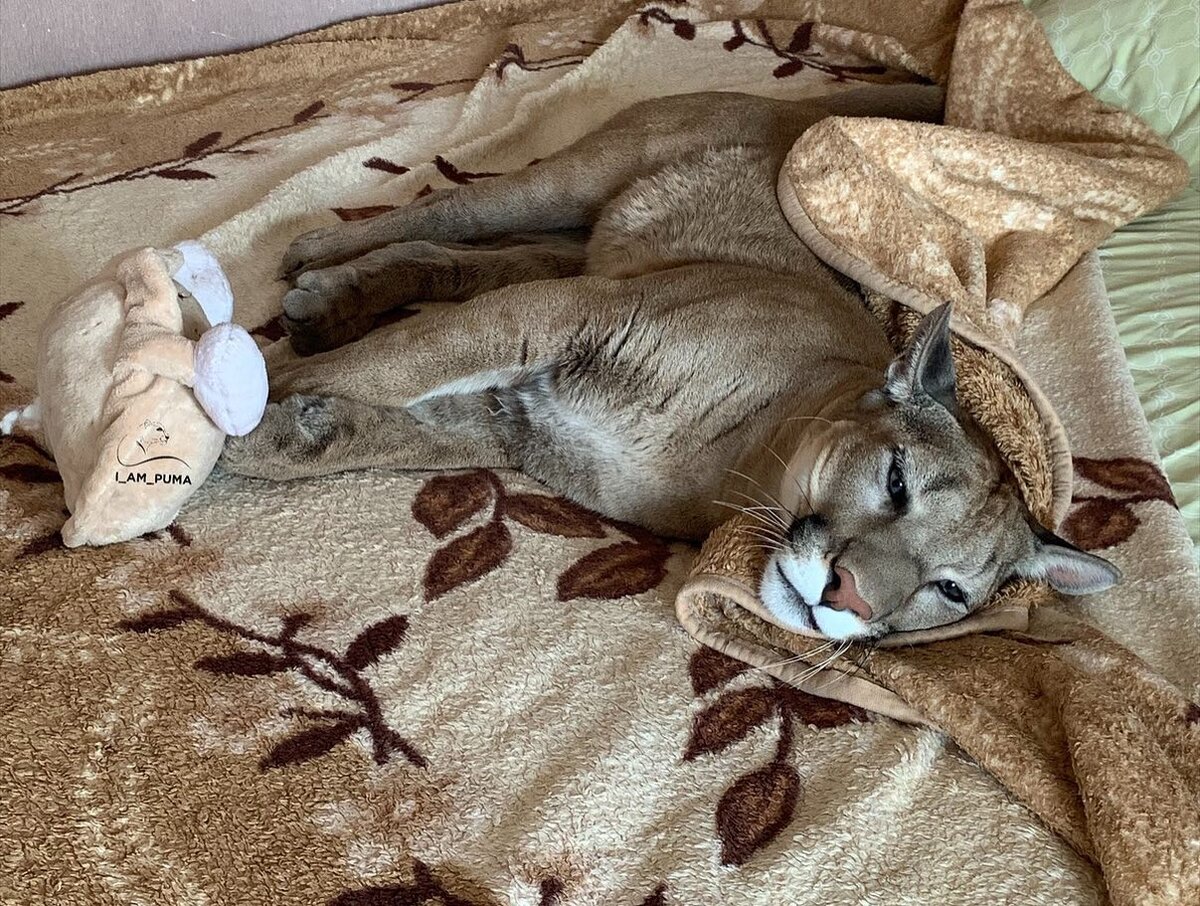 Puma Messi - galeria zdjęć