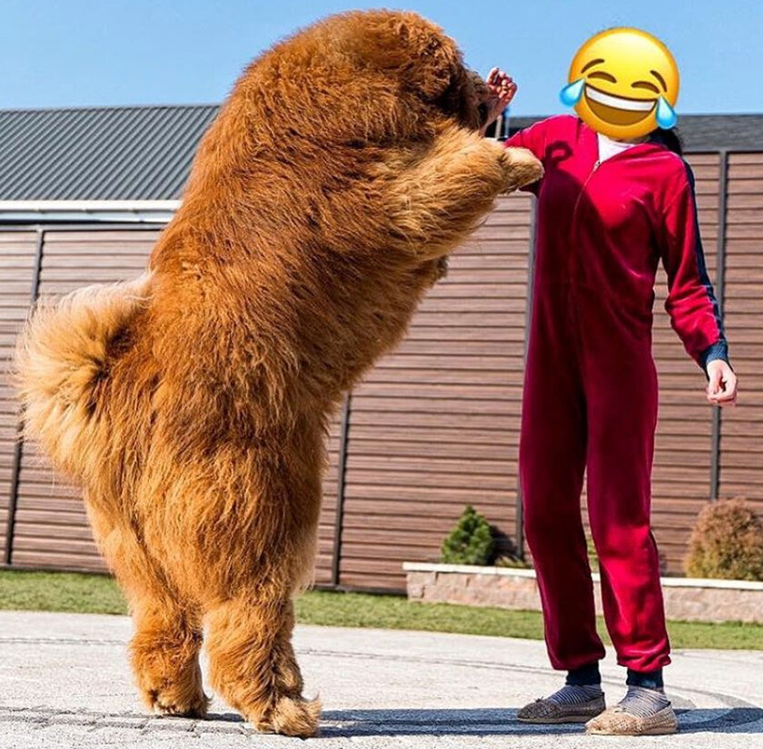 Mastify tybetańskie z hodowli Kinu Liutas Kennel - galeria zdjęć