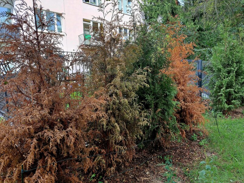 Jak sadzić tuje i inne krzewy żywopłotowe – co mówią przepisy – Dom Wprost