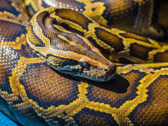 Indie. Pyton skalny w kuchni. Jak wąż dostał się do domu? – Wprost