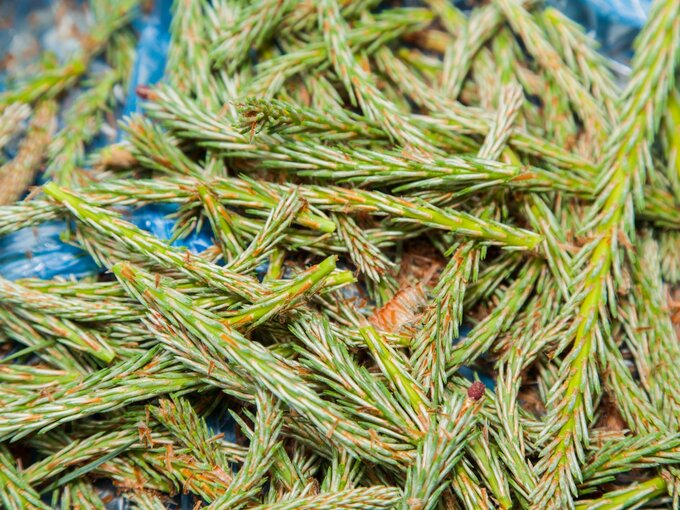 Młode szyszki sosny to prawdziwy skarb. Łatwo z nich zrobić syrop na ...