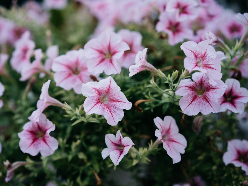 Domowa odżywka z jednego ziemniaka na kwitnienie pelargonii – Dom Wprost