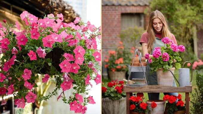 Przepis na oprysk, który pobudzi pelargonie do kwitnienia. Zdradziła mi go wiekowa mieszkanka ...