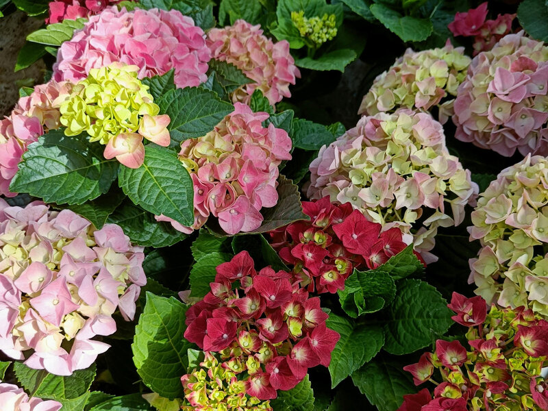 Domowy oprysk na czerwce – ekologiczny, prosty i tani – Dom Wprost