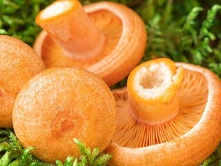 Rydze – jak wyglądają, kiedy zbierać, jak przyrządzić, wartości ...