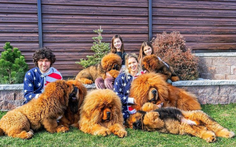 Mastify tybetańskie z hodowli Kinu Liutas Kennel - galeria zdjęć
