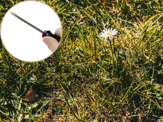 Czym nawozić pelargonie, by kwitły jak szalone? – Dom Wprost