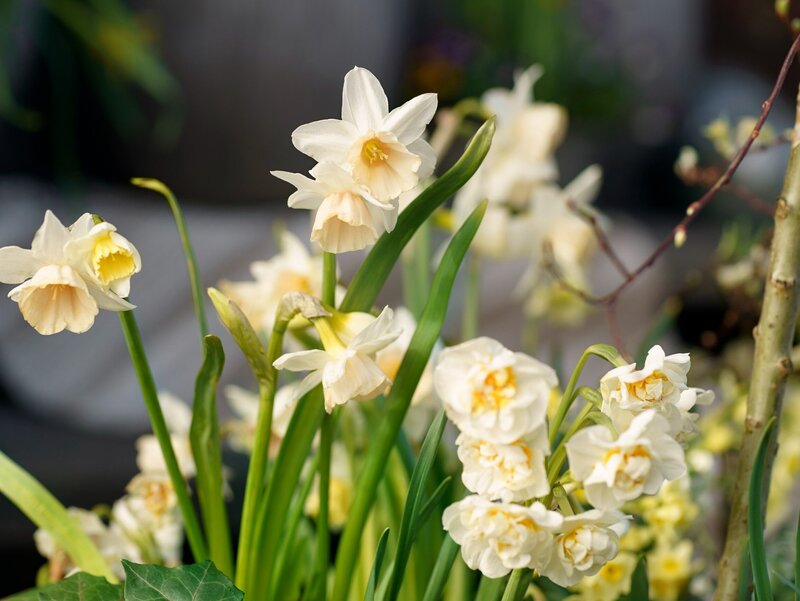 Zaprawianie cebul tulipanów i innych roślin ozdobnych – Dom Wprost