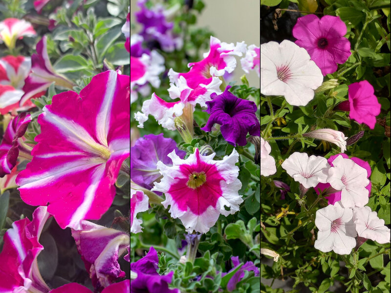 Domowy nawóz z ziemniaka do pelargonii na bujne kwitnienie – Dom Wprost