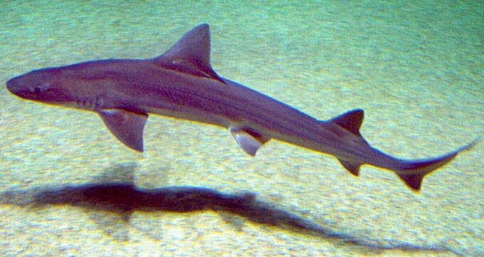 Trująca nadymka coraz częściej spotykana w Europie. Naukowcy alarmują ...