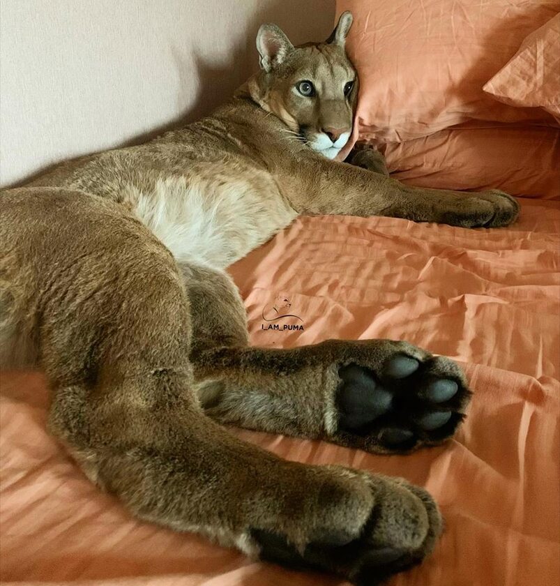 Puma Messi - galeria zdjęć