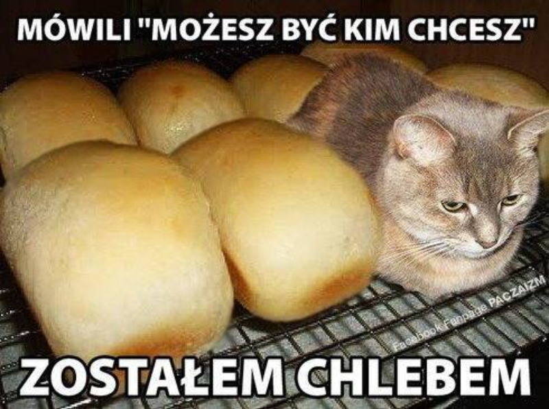 Mem z kotem - galeria zdjęć