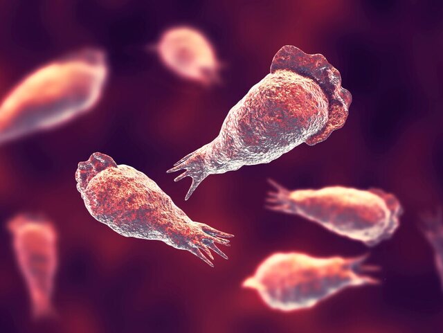Ameba – niebezpieczny pasożyt. Objawy zakażenia, leczenie, profilaktyka ...